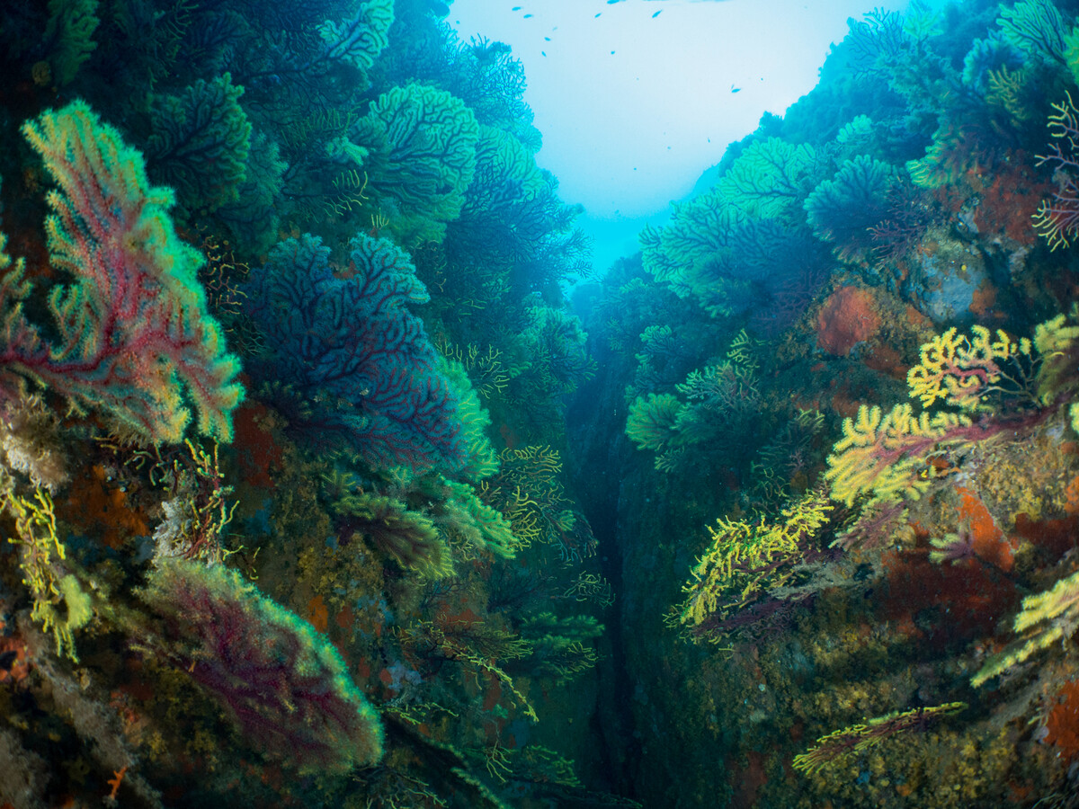 Photos subaquatiques et animalières de Pascal Augé